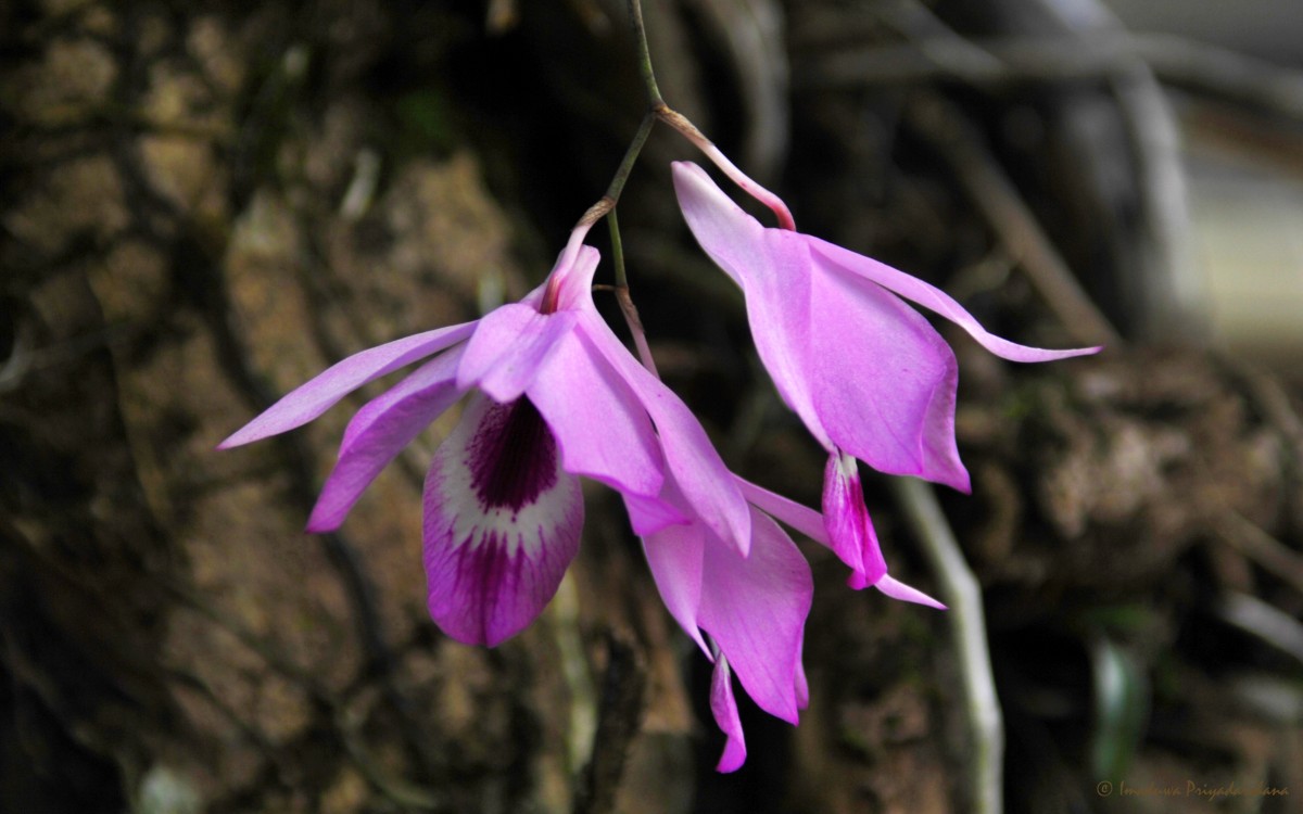 Flora of Sri Lanka