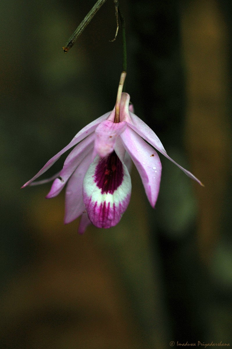 Flora of Sri Lanka