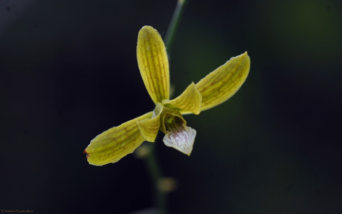 Flora of Sri Lanka