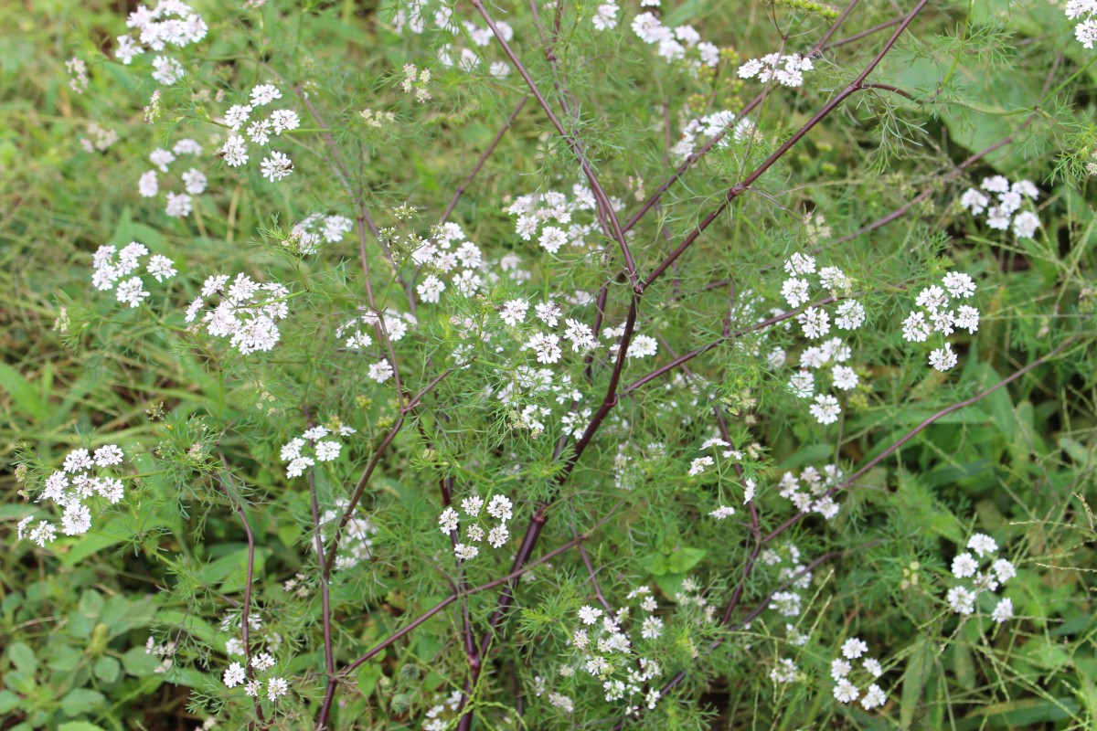 Flora of Sri Lanka