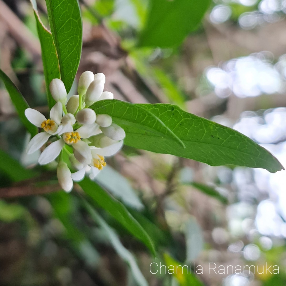 Flora of Sri Lanka
