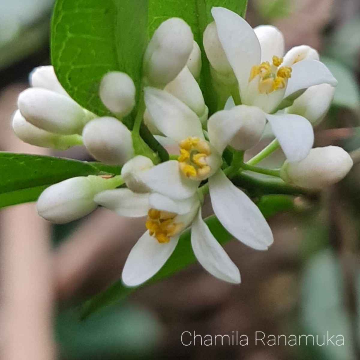 Flora of Sri Lanka