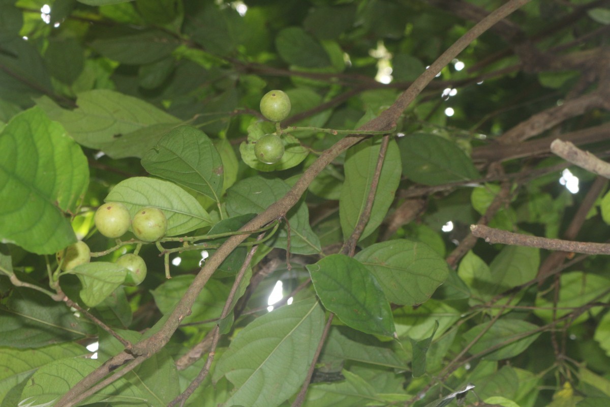 Flora of Sri Lanka