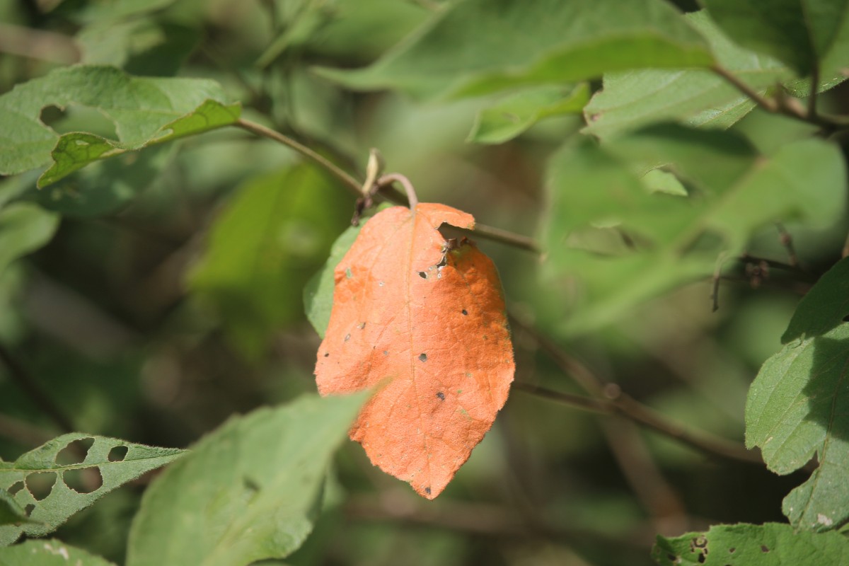 Flora of Sri Lanka