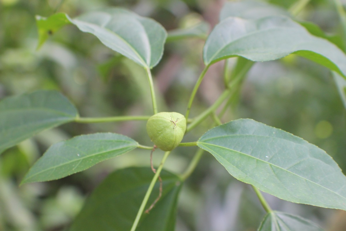 Flora of Sri Lanka