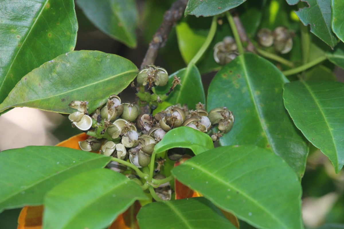 Flora of Sri Lanka