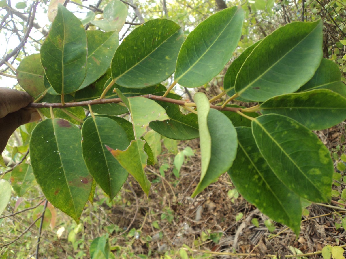 Flora of Sri Lanka