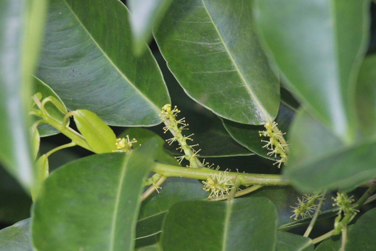 Flora of Sri Lanka