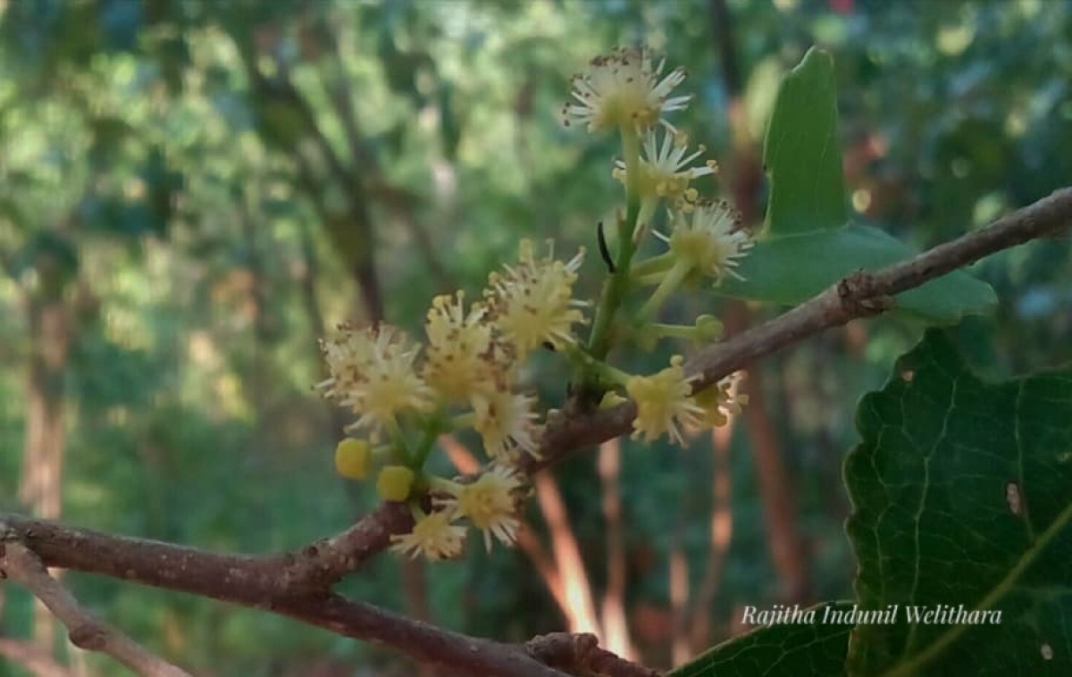 Flora of Sri Lanka