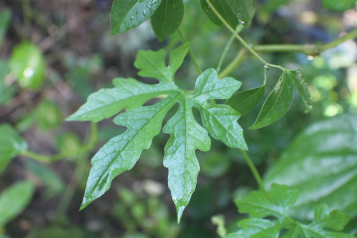 Flora of Sri Lanka