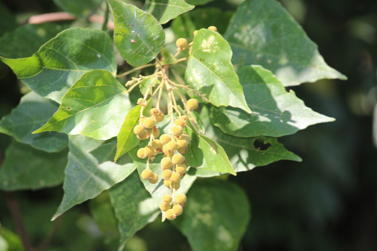 Flora of Sri Lanka