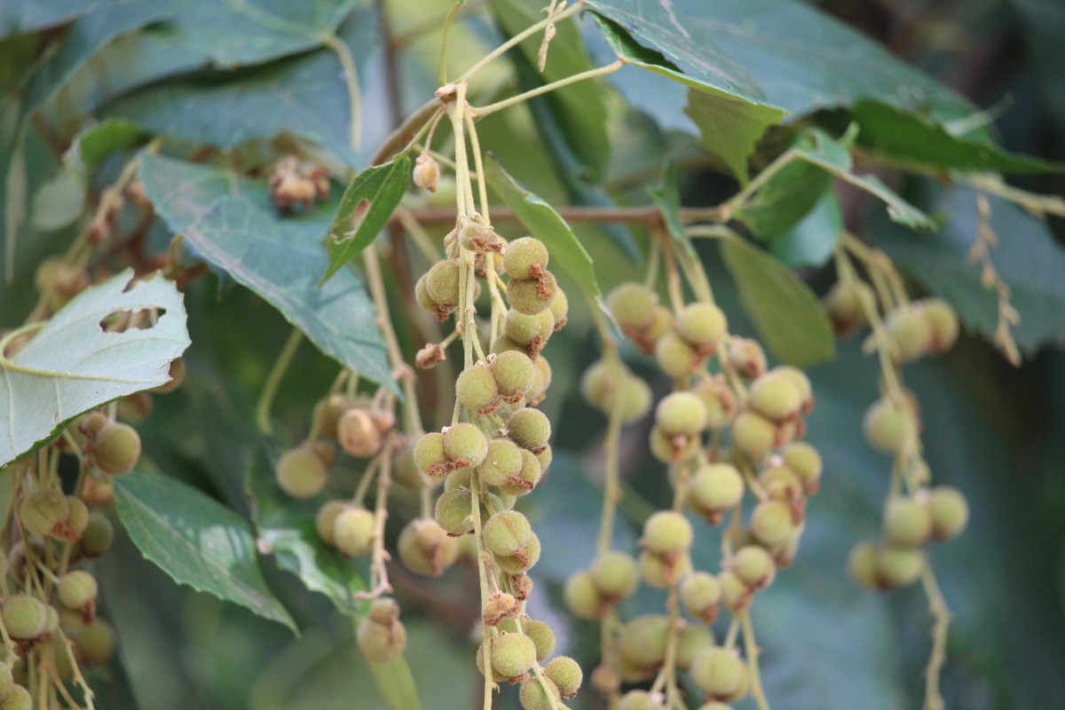 Flora of Sri Lanka
