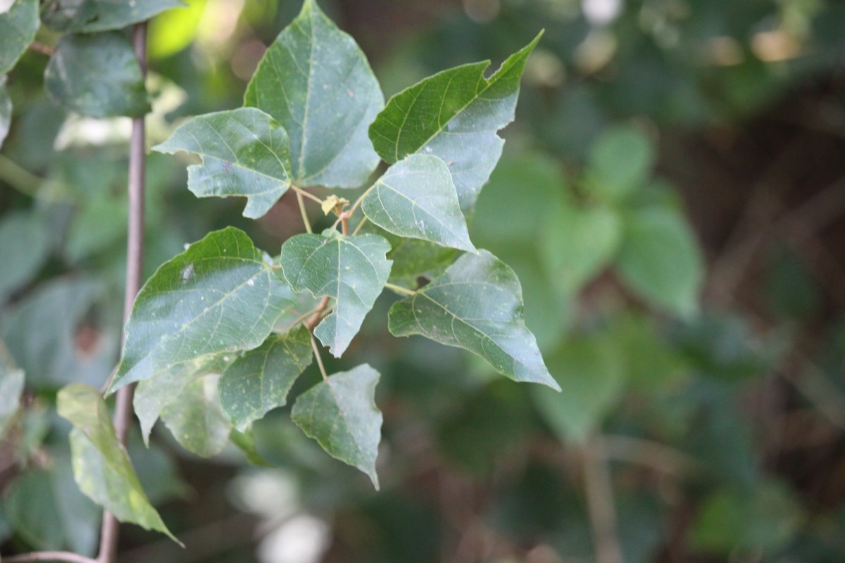 Flora of Sri Lanka