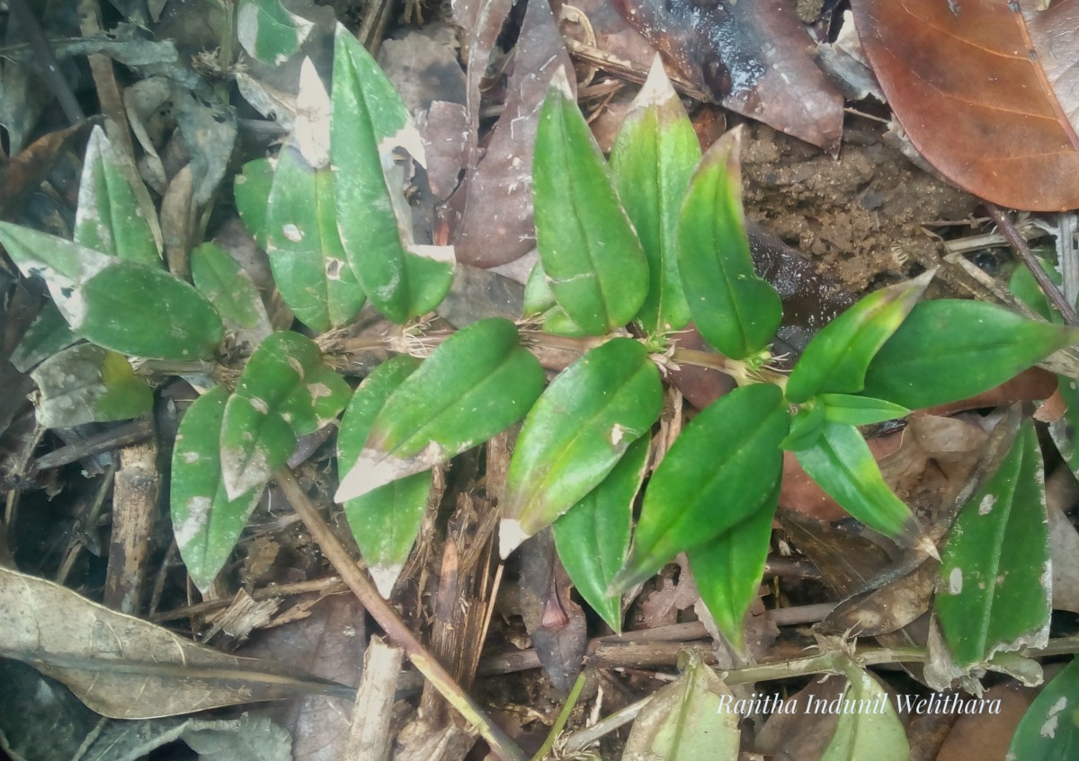 Flora of Sri Lanka