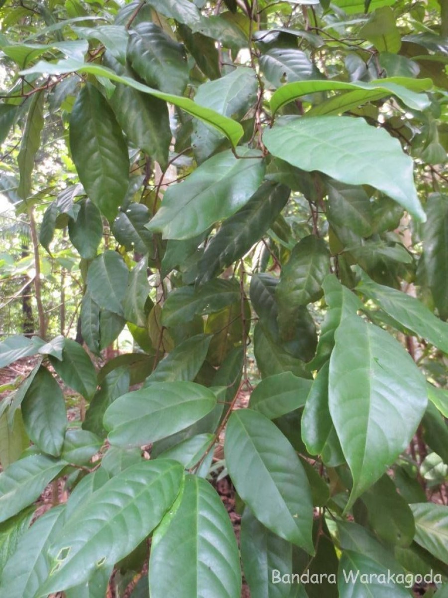 Flora of Sri Lanka