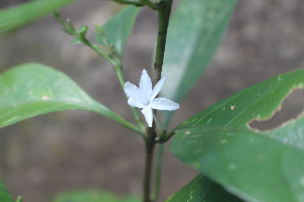 Flora of Sri Lanka