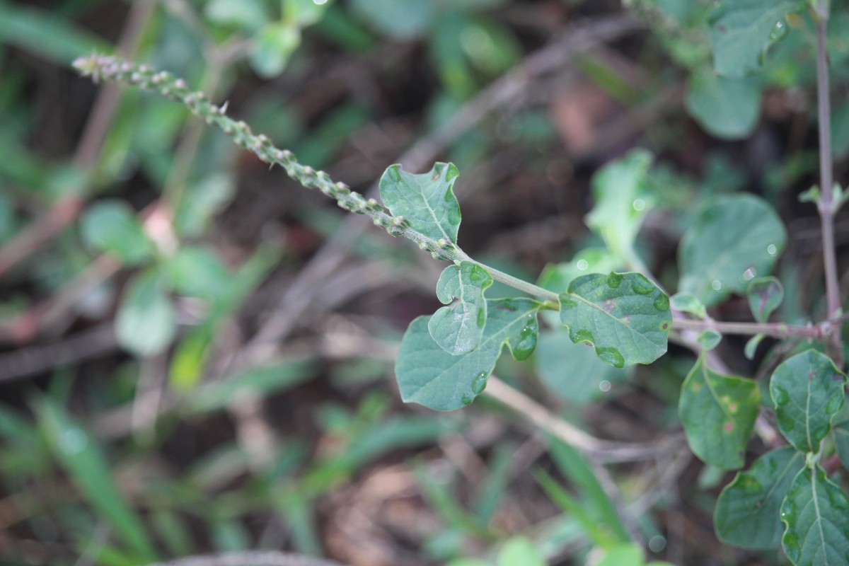 Flora of Sri Lanka