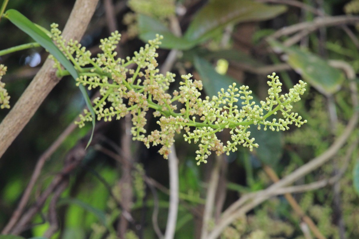 Flora of Sri Lanka