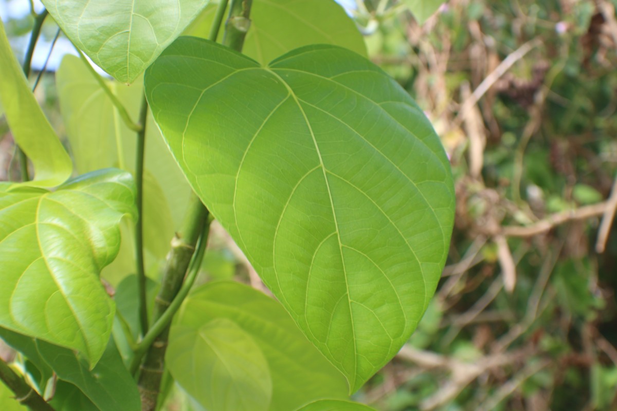 Flora of Sri Lanka
