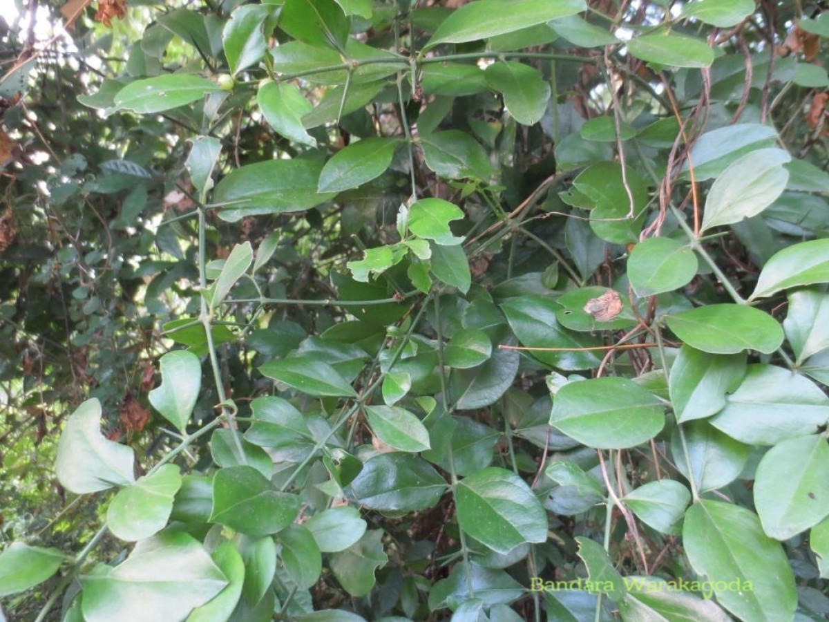Flora of Sri Lanka