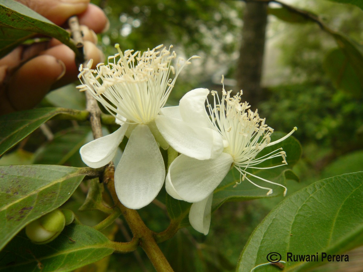 Flora of Sri Lanka