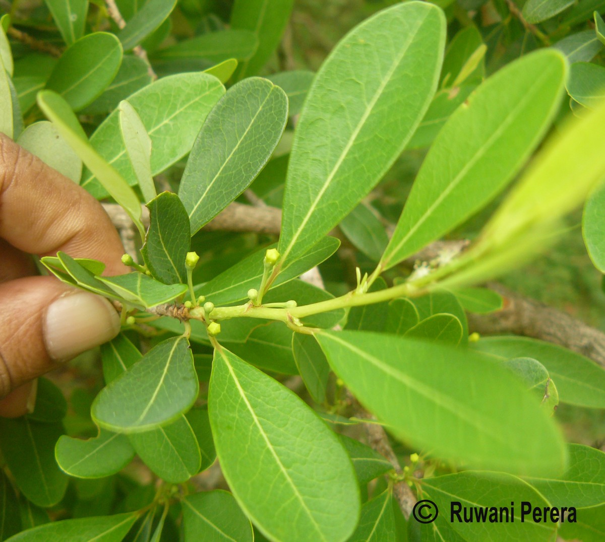Flora of Sri Lanka