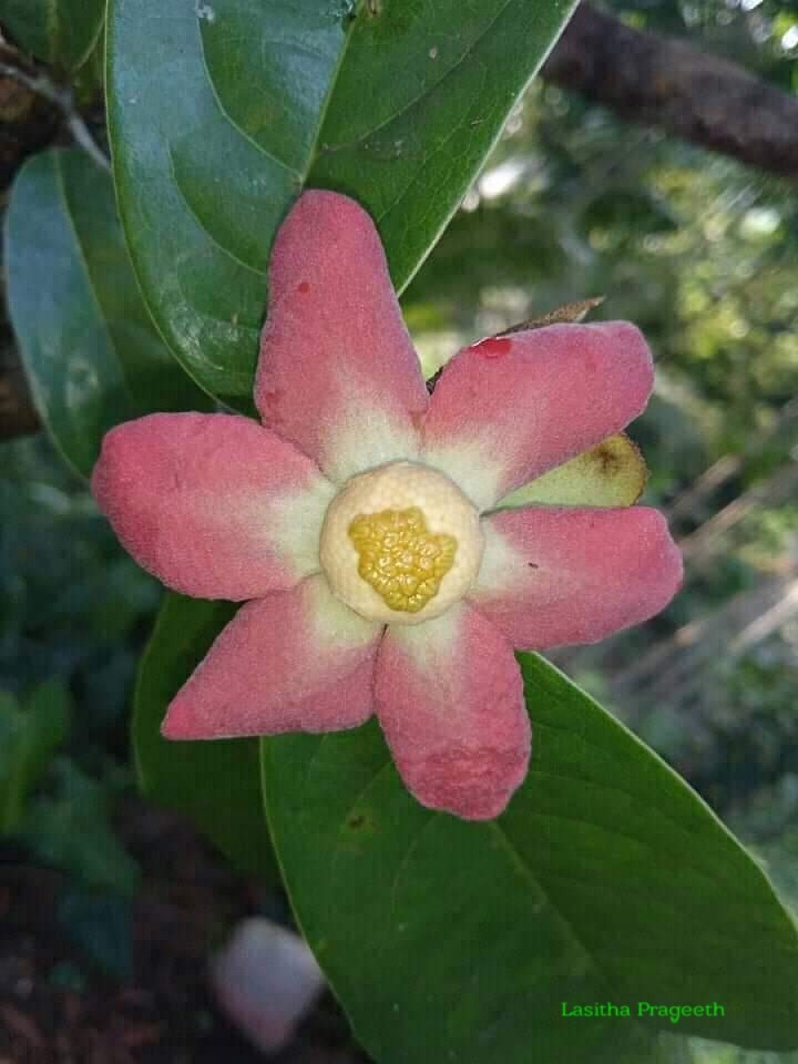 Flora of Sri Lanka