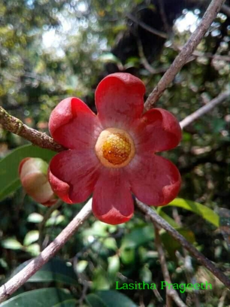 Flora of Sri Lanka