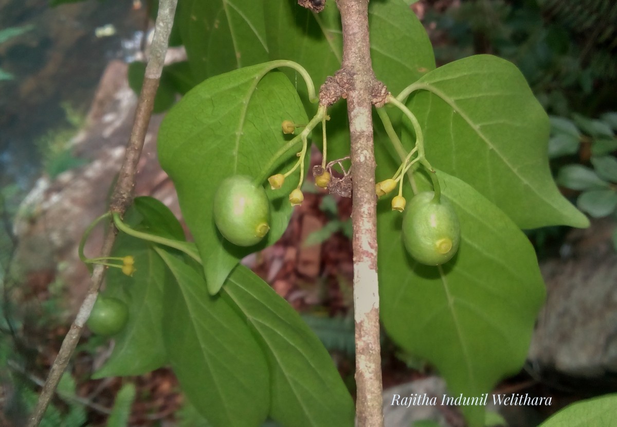 Flora of Sri Lanka