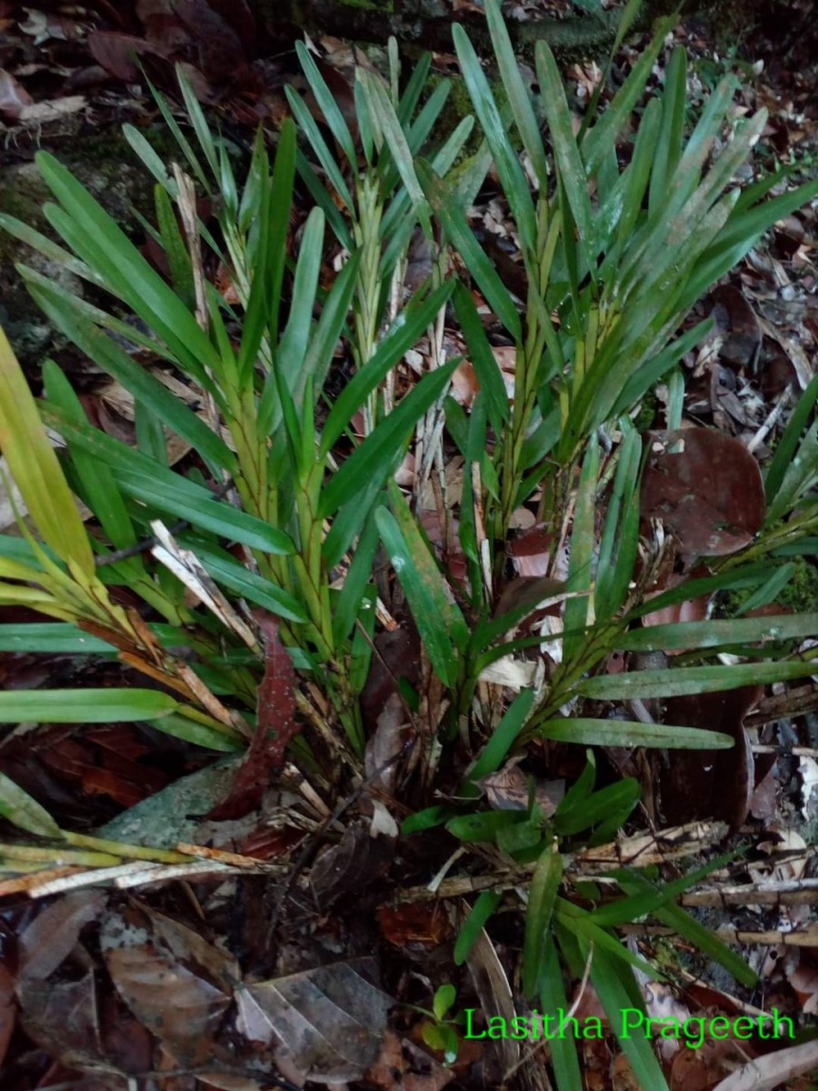 Flora of Sri Lanka