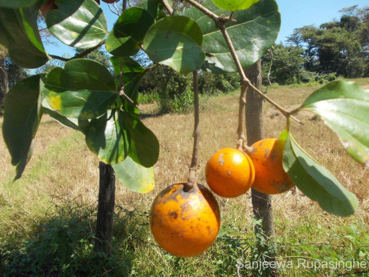 Flora of Sri Lanka