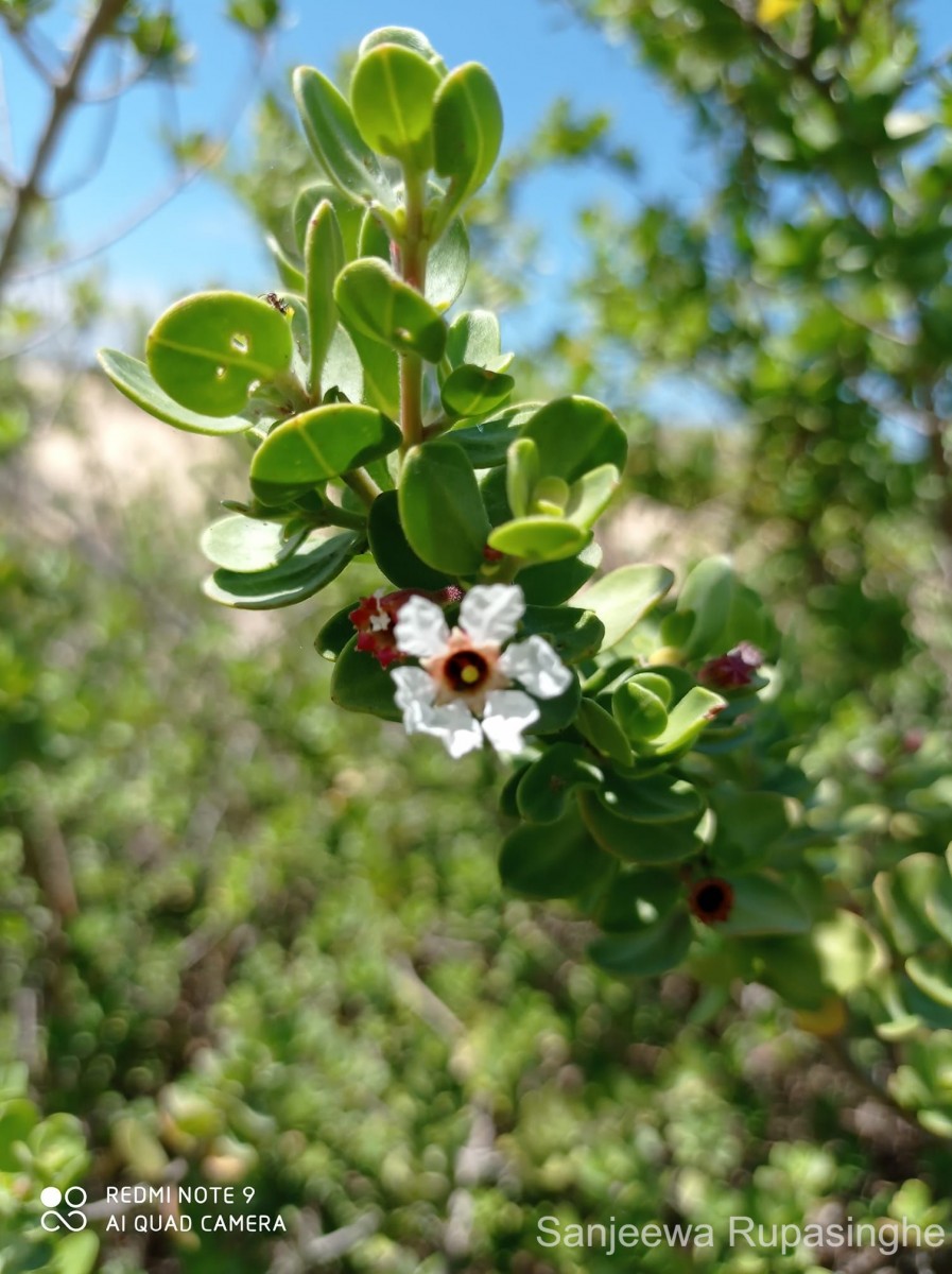 Flora of Sri Lanka