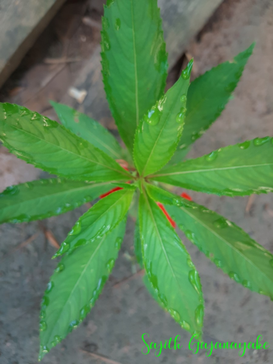 Flora of Sri Lanka