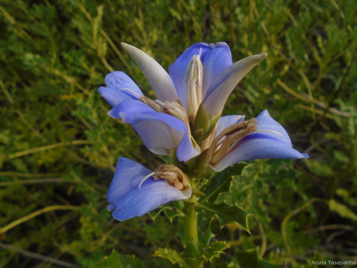 Flora of Sri Lanka