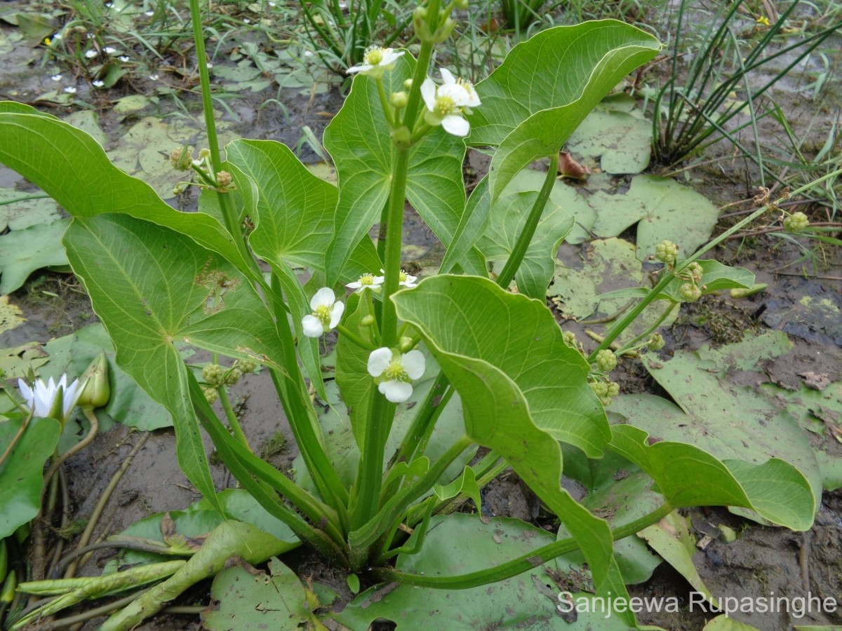 Flora of Sri Lanka