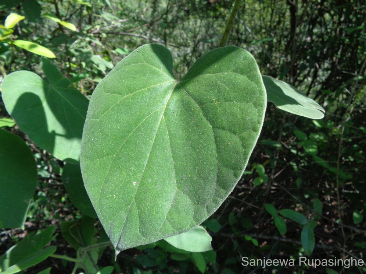 Flora of Sri Lanka