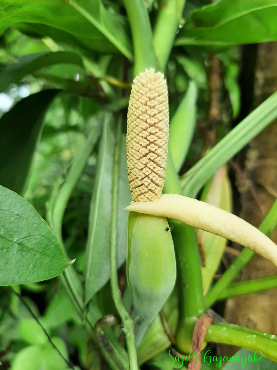 Flora of Sri Lanka