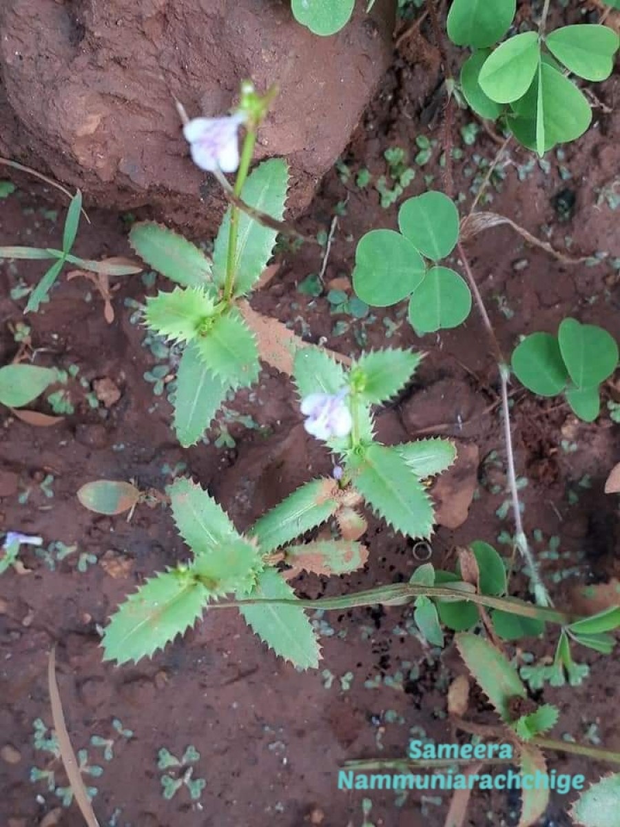 Flora of Sri Lanka