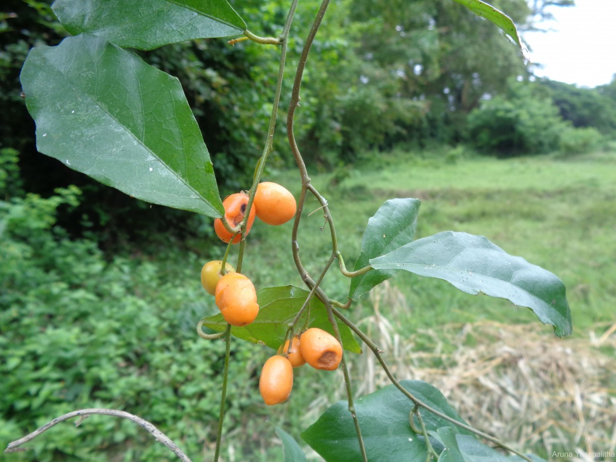 Flora of Sri Lanka