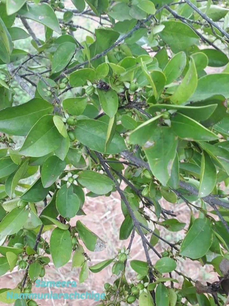 Flora of Sri Lanka