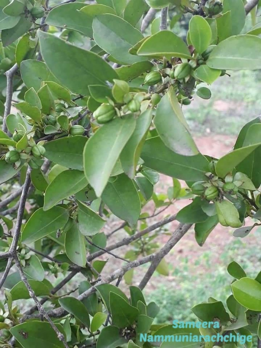Flora of Sri Lanka