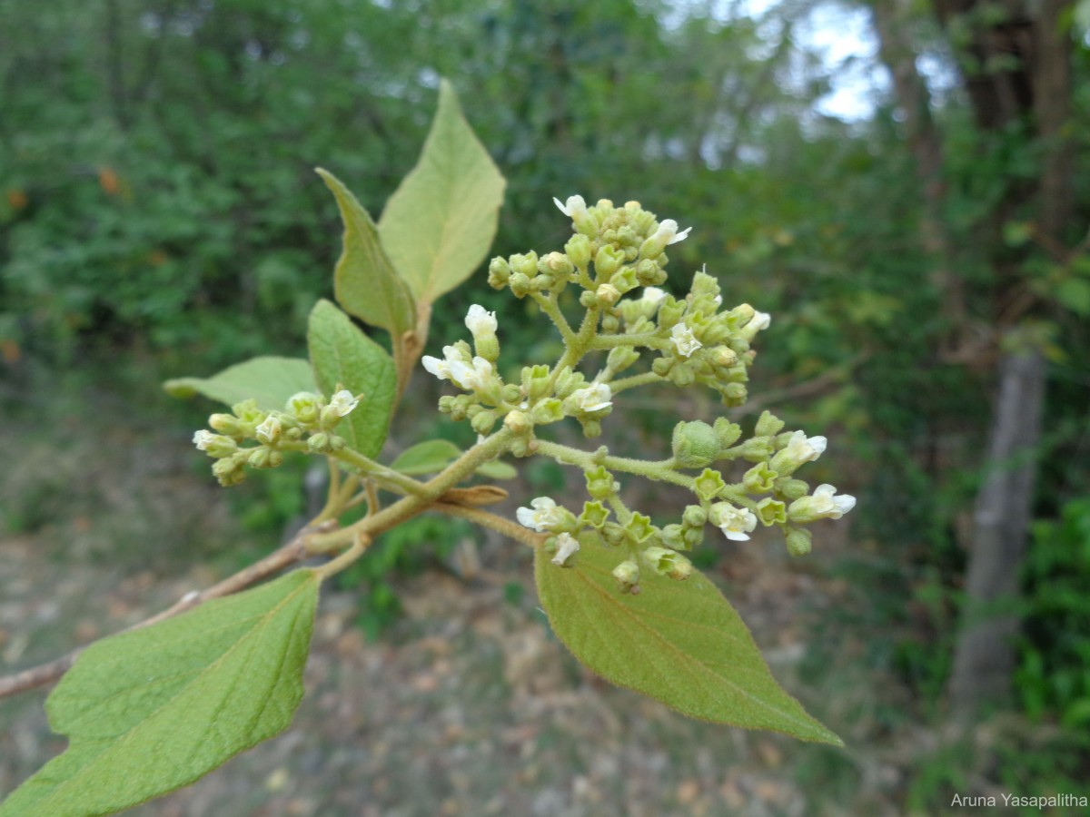 Flora of Sri Lanka