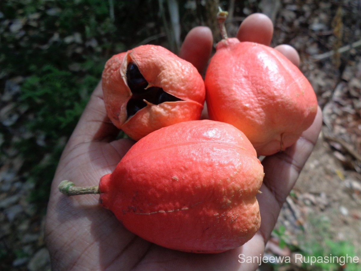 Flora of Sri Lanka