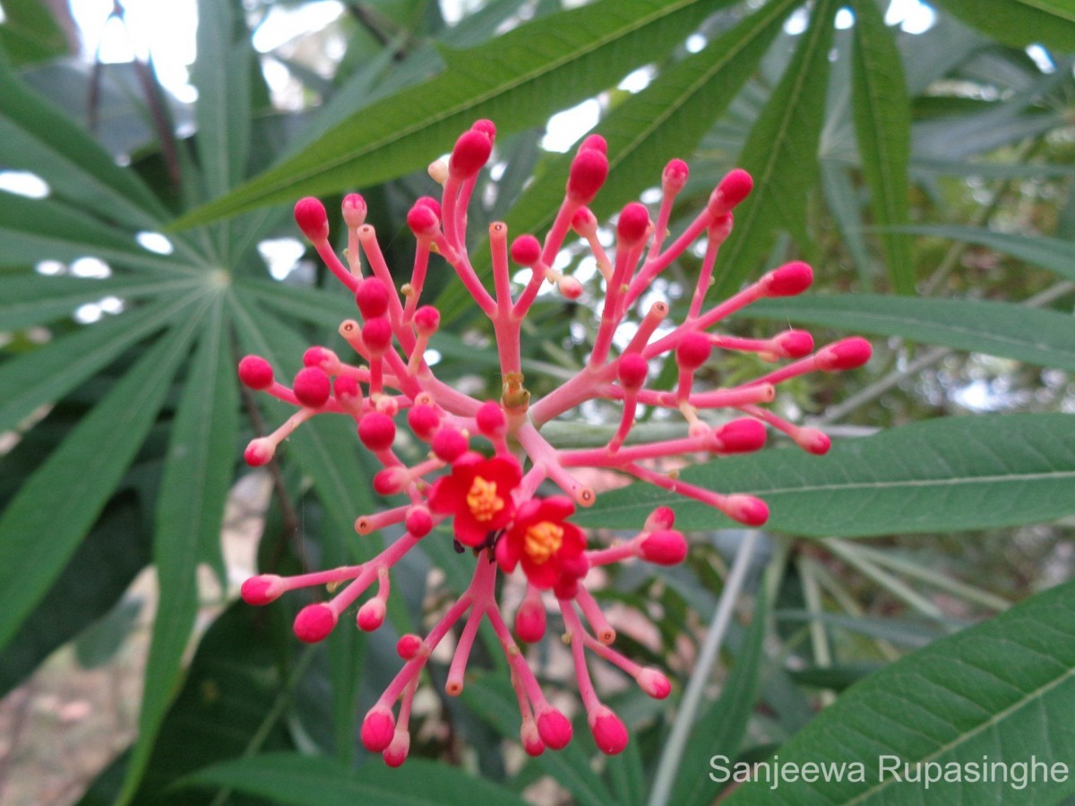 Flora of Sri Lanka