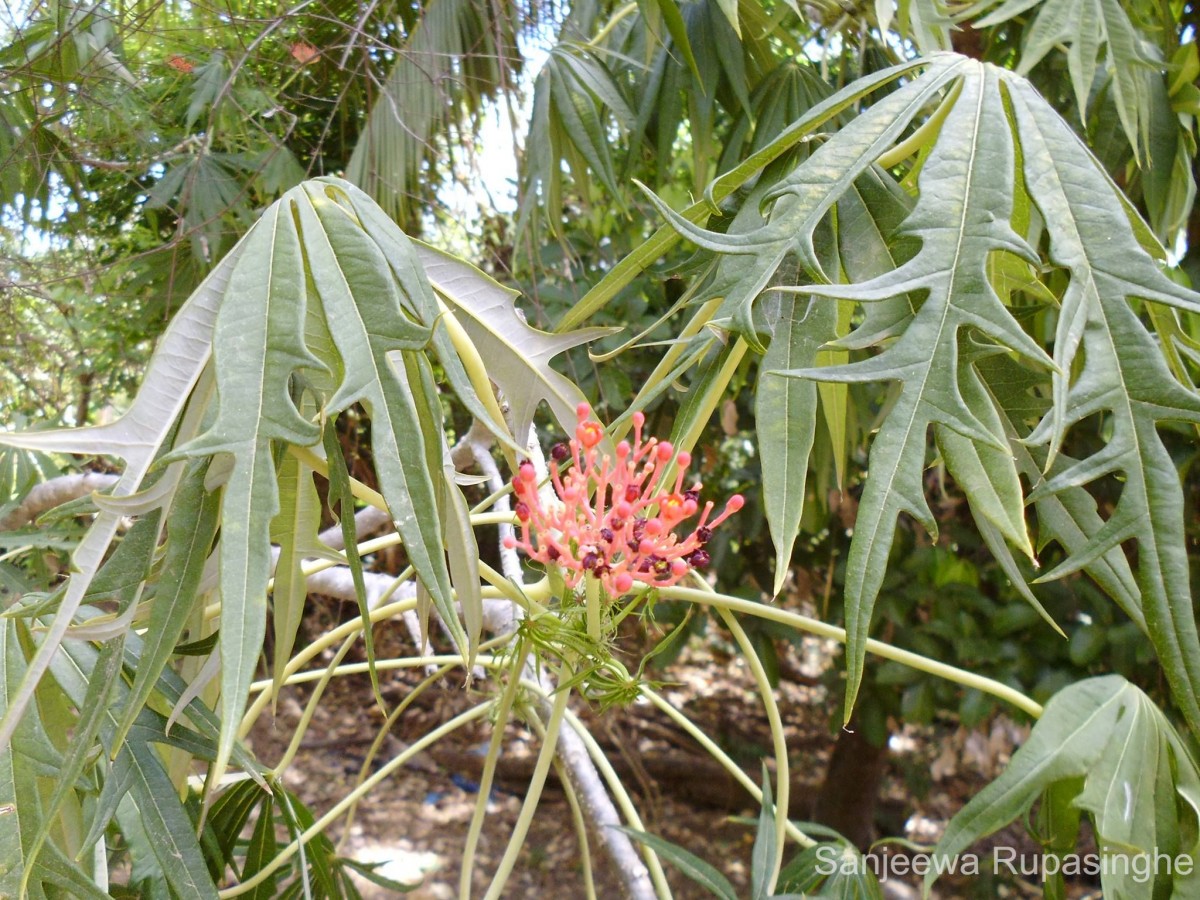 Flora of Sri Lanka