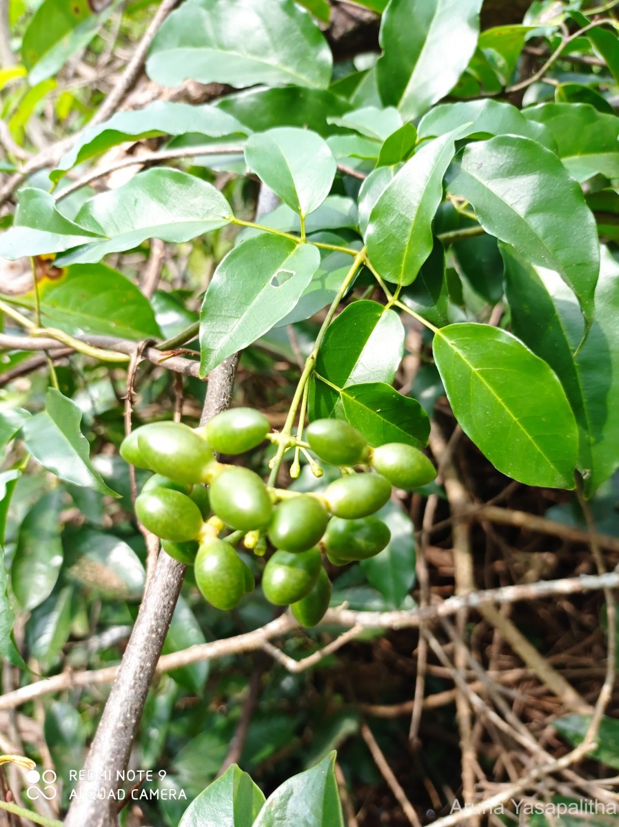 Flora of Sri Lanka