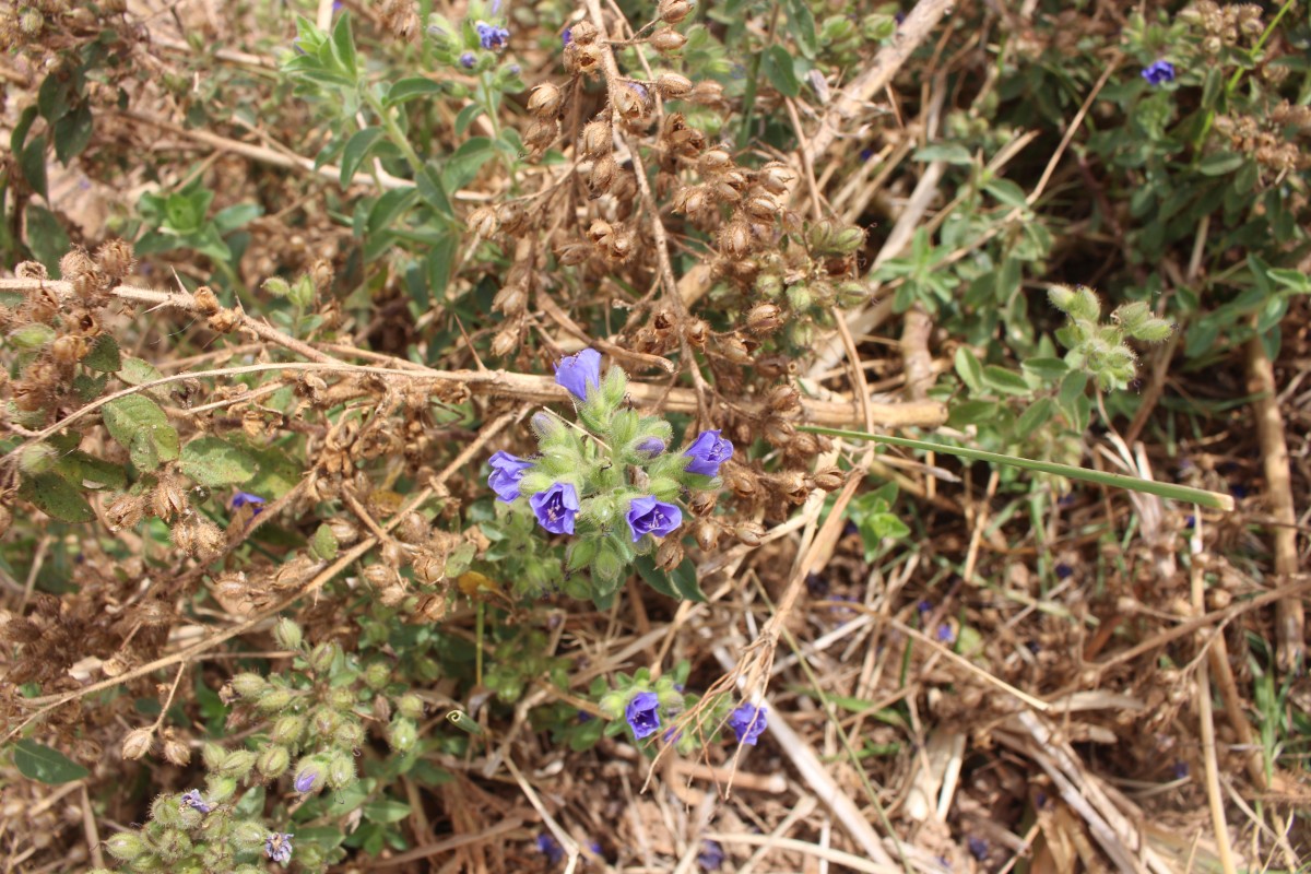 Flora of Sri Lanka
