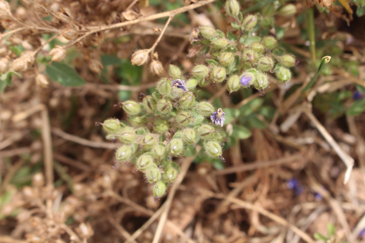 Flora of Sri Lanka