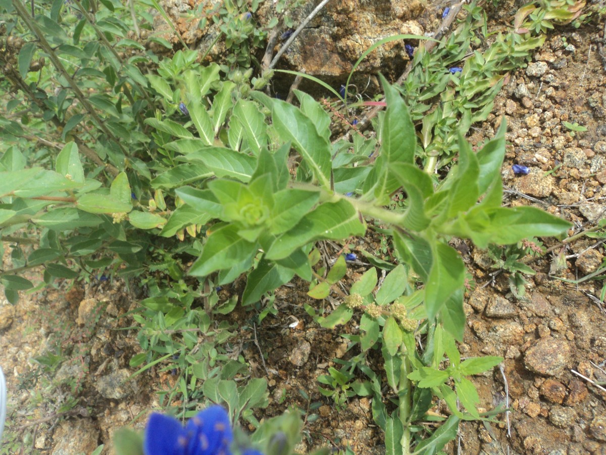 Flora of Sri Lanka