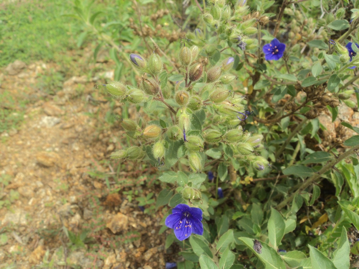 Flora of Sri Lanka